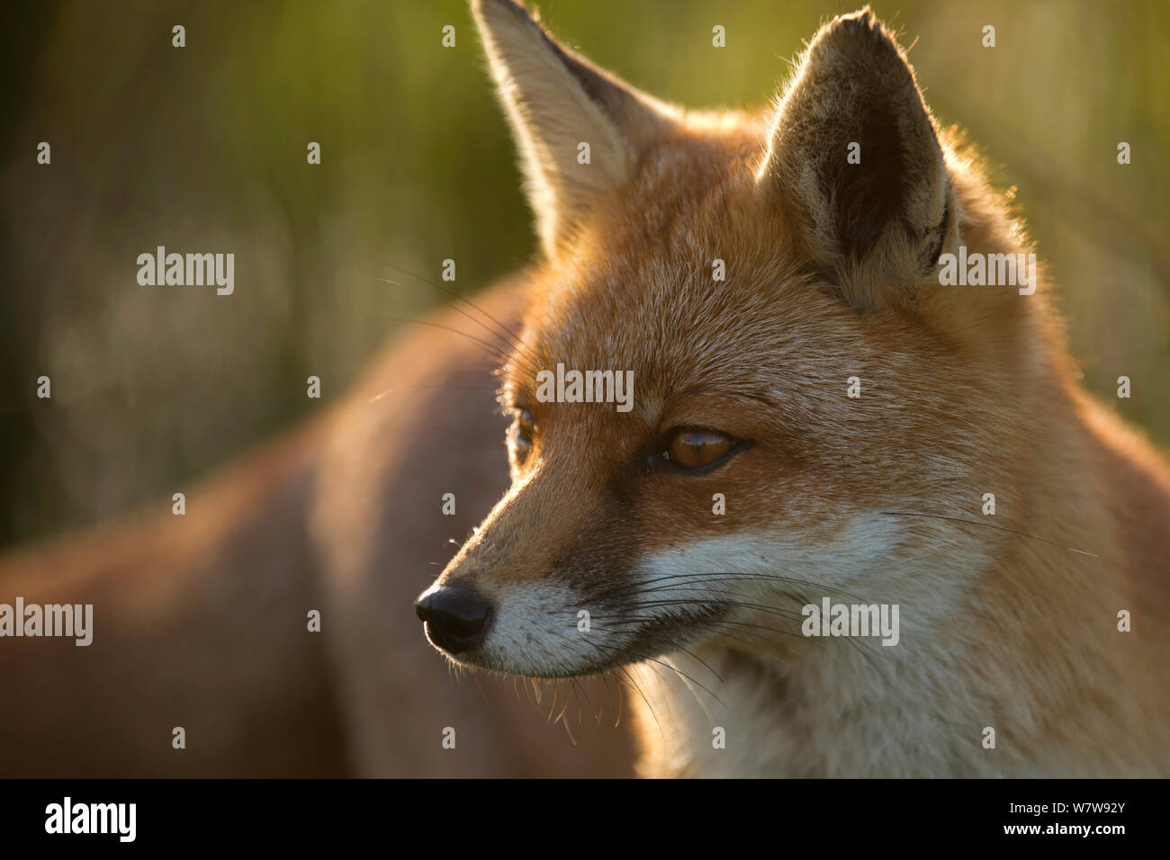 Fuchs rotfuchs -Fotos und -Bildmaterial in hoher Auflösung – Alamy