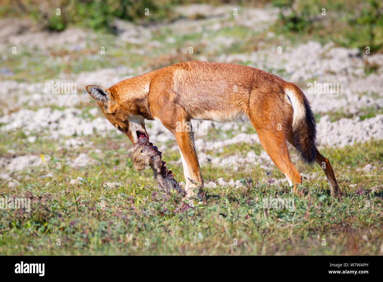 Äthiopische Wolf (Canis simensis) essen Riesen Maulwurf, Ratte ...