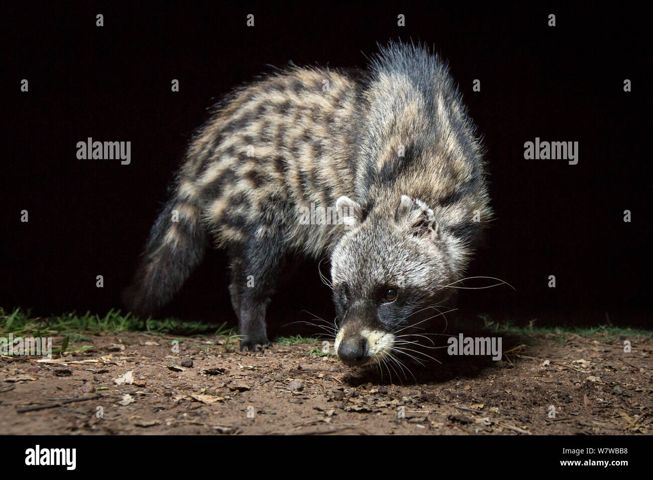 Afrikanische zibetkatze -Fotos und -Bildmaterial in hoher Auflösung – Alamy