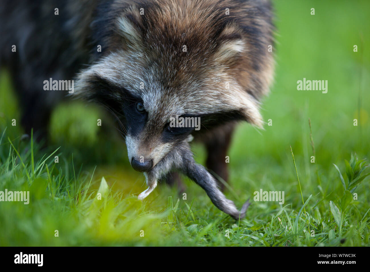 Marderhund (Nyctereutes procyonoides) mit Maus Beute, eingeführten ...