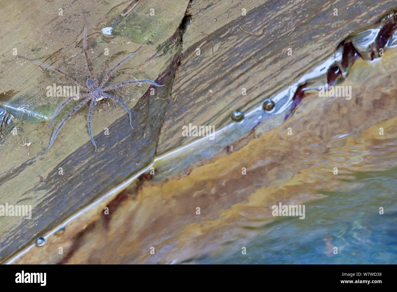 Familie sparassidae -Fotos und -Bildmaterial in hoher Auflösung – Alamy