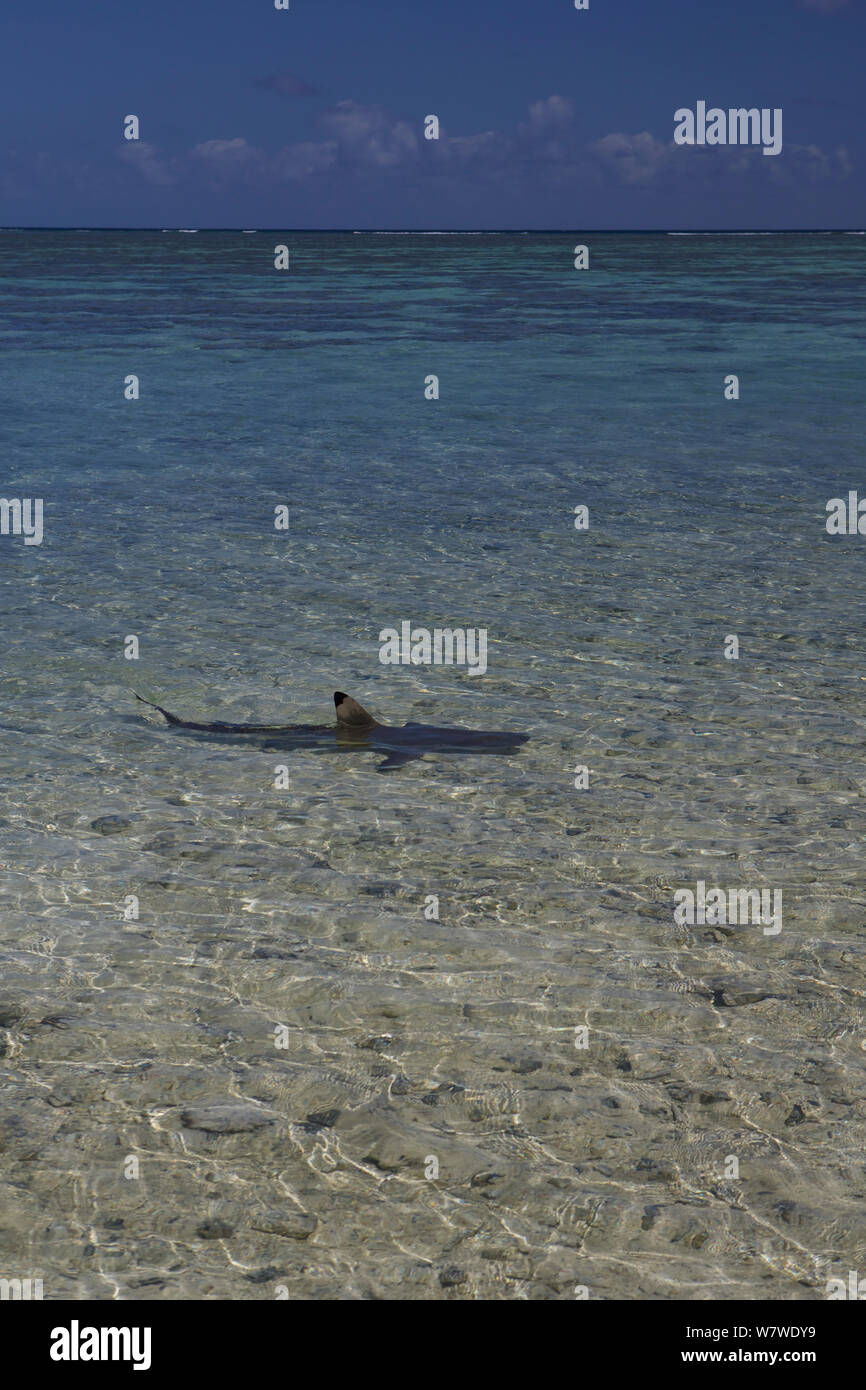 Carcharias melanopterus -Fotos und -Bildmaterial in hoher Auflösung – Alamy