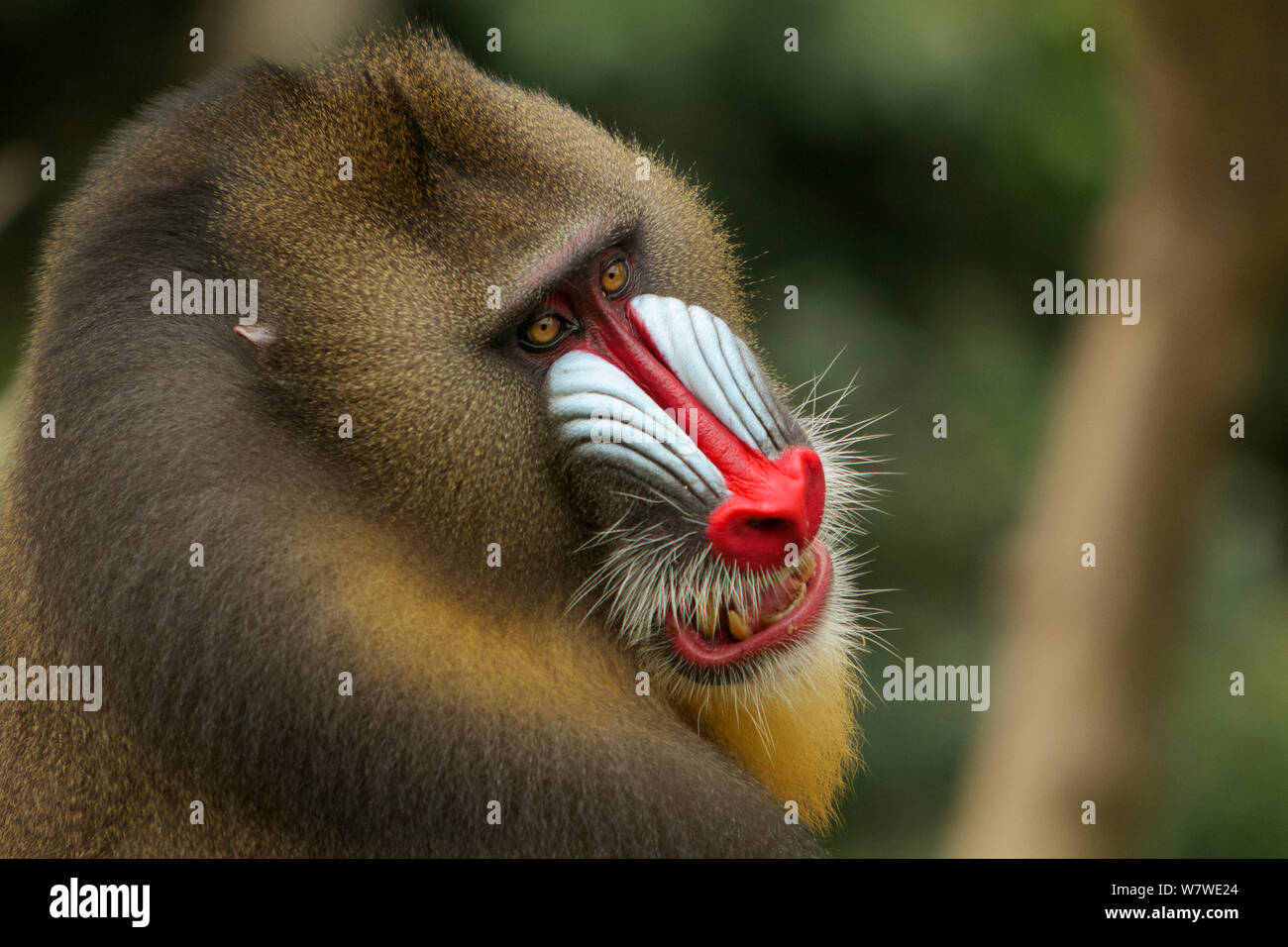 Mandrillus sphinx -Fotos und -Bildmaterial in hoher Auflösung – Alamy