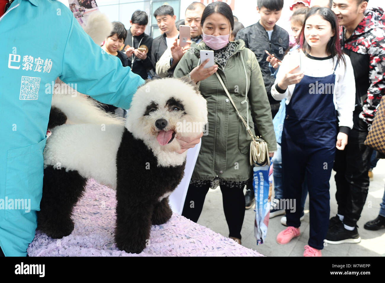 Ein Bichon Frise getarnt als ein riesiger Panda in Dalian zu sehen ist ...