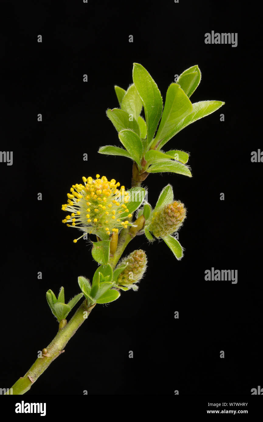Am wenigsten weiden salix herbacea -Fotos und -Bildmaterial in hoher ...
