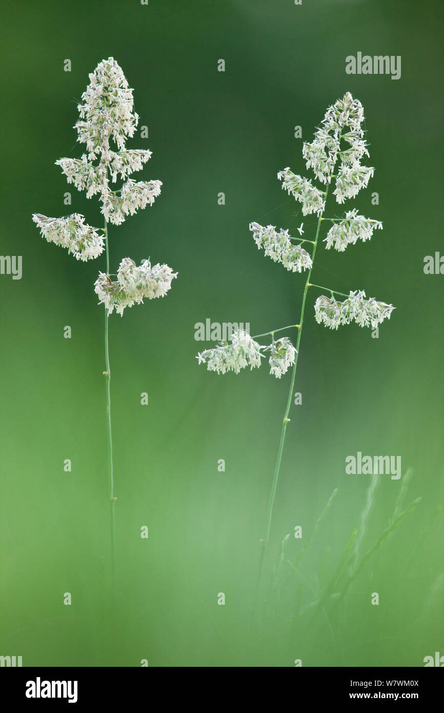 Gras gräser knaulgras -Fotos und -Bildmaterial in hoher Auflösung – Alamy