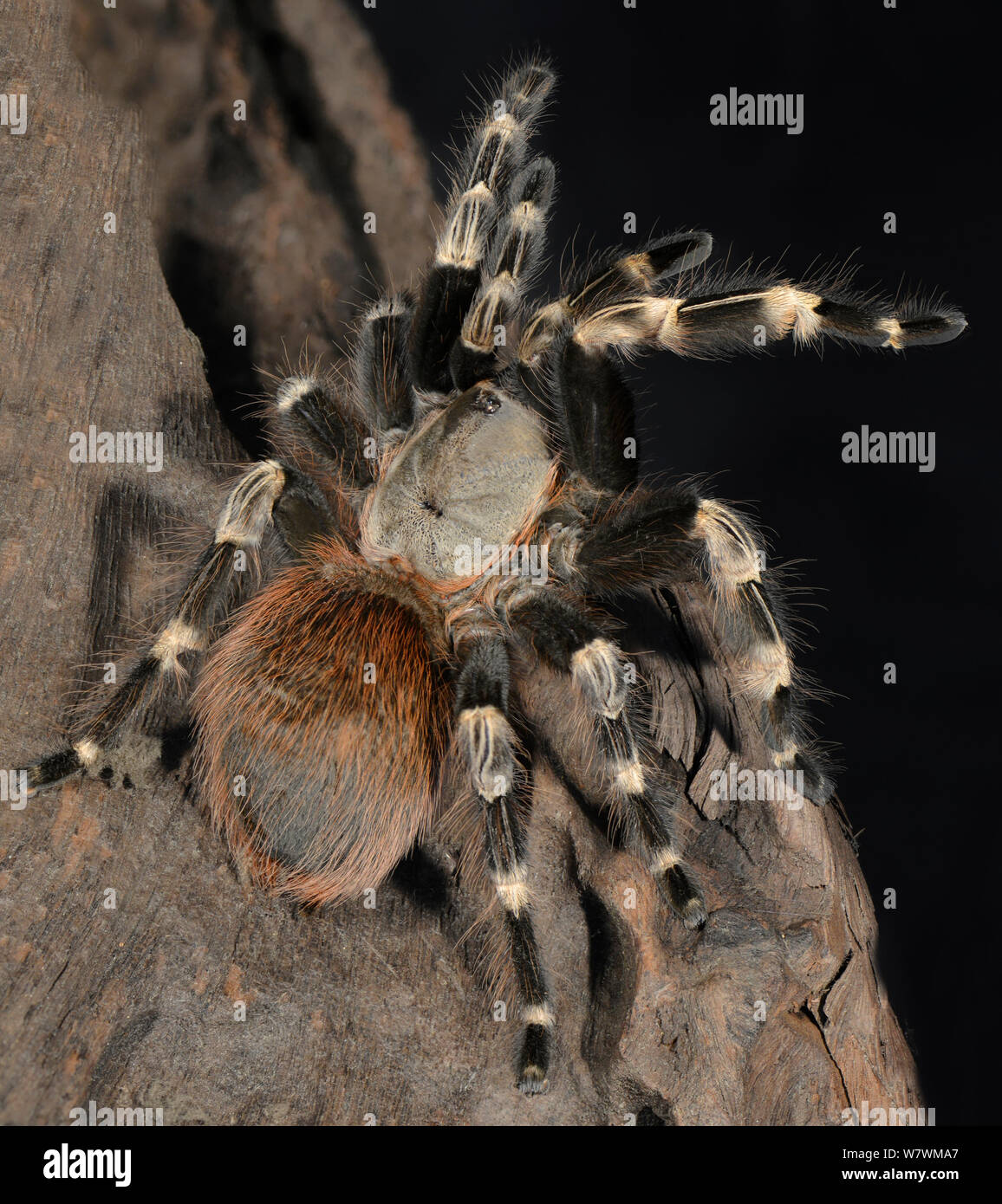 Weiß Gestreifte Birdeater Tarantula (Nhandu chromatus) unverlierbaren ...