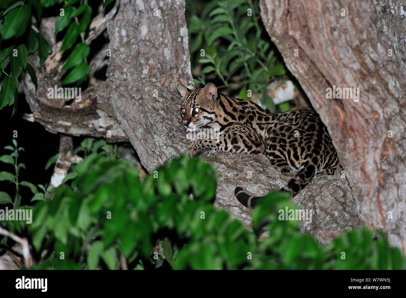 Der ozelot -Fotos und -Bildmaterial in hoher Auflösung – Alamy