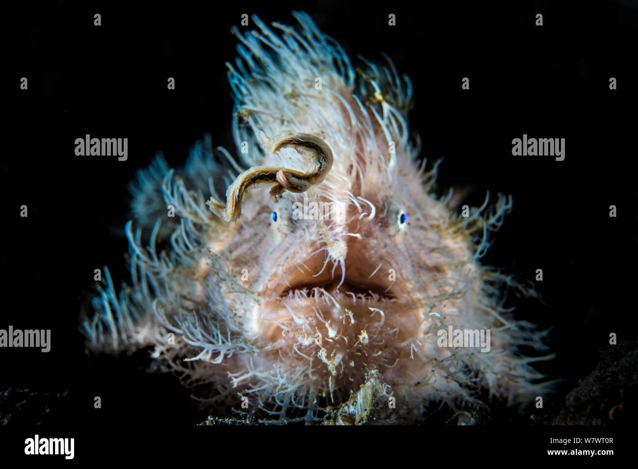 Gestreifter haariger anglerfisch -Fotos und -Bildmaterial in hoher ...