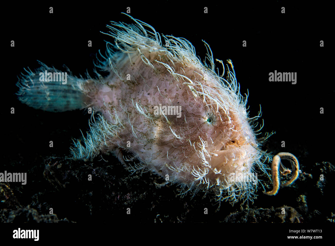 Striate anglerfish -Fotos und -Bildmaterial in hoher Auflösung – Alamy