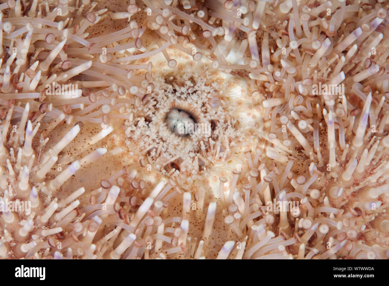 Nahaufnahme seeigel mund -Fotos und -Bildmaterial in hoher Auflösung ...