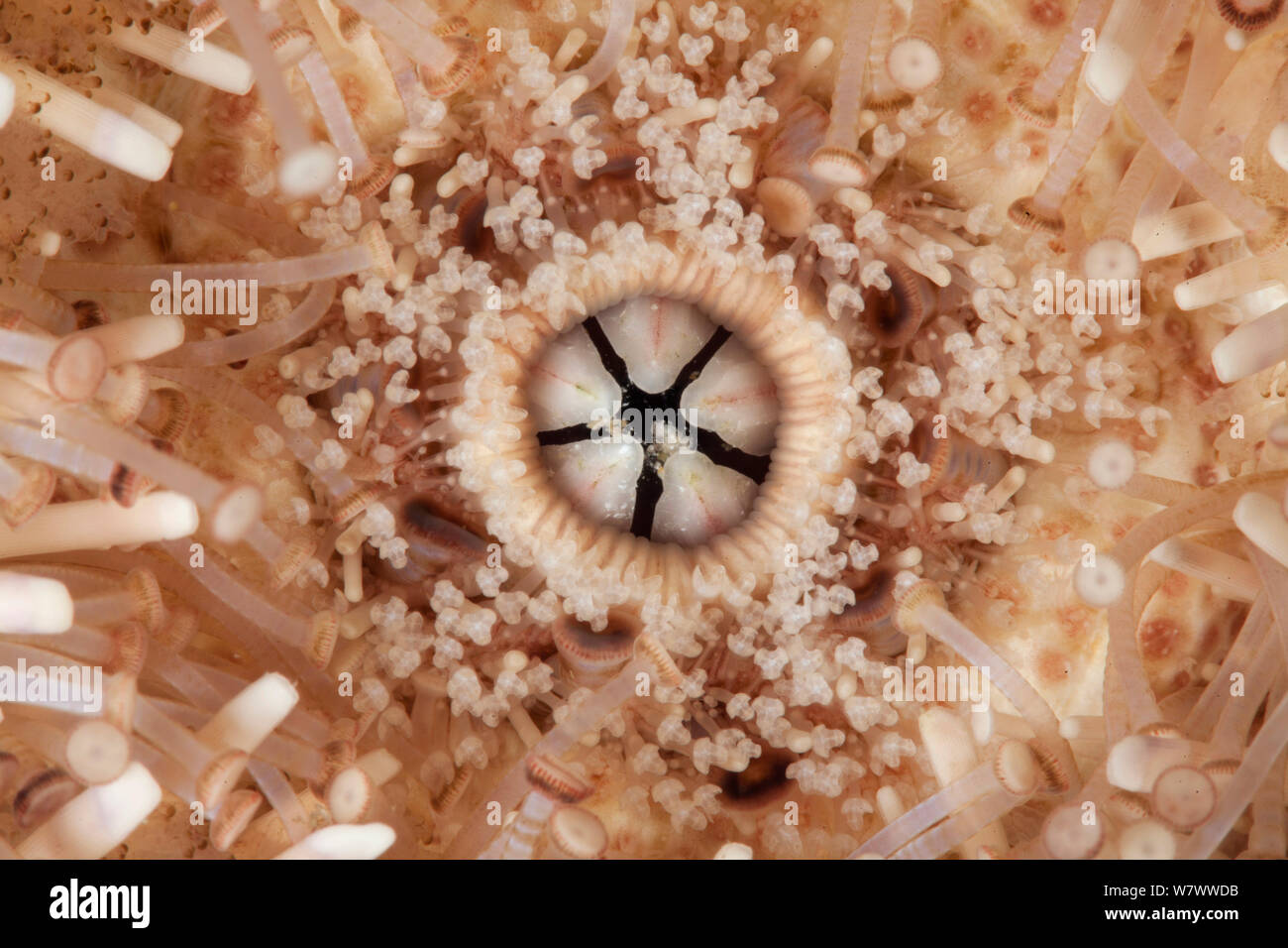 Nahaufnahme seeigel mund -Fotos und -Bildmaterial in hoher Auflösung ...