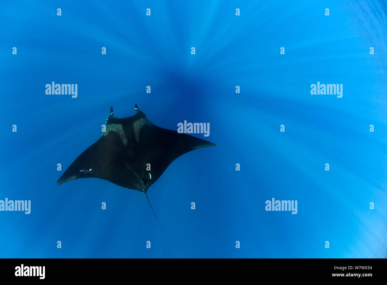 Riesiger pazifischer mantarochen -Fotos und -Bildmaterial in hoher ...