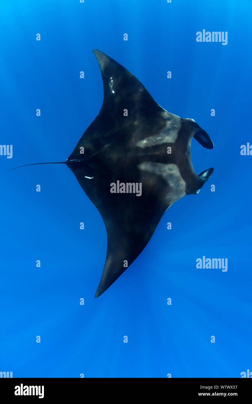 Riesige Mantarochen (Manta birostris), San Benedicto Island ...