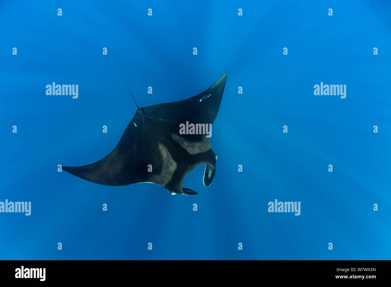 Riesiger pazifischer mantarochen -Fotos und -Bildmaterial in hoher ...