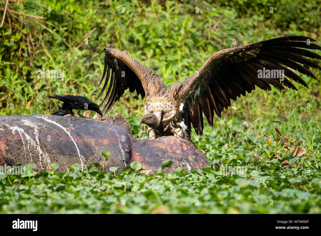 Gyps indicus indicus -Fotos und -Bildmaterial in hoher Auflösung – Alamy