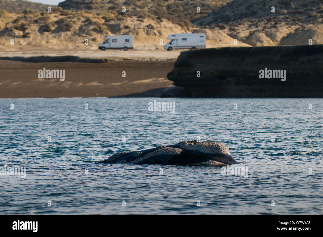 Seepocken auf wal -Fotos und -Bildmaterial in hoher Auflösung – Alamy