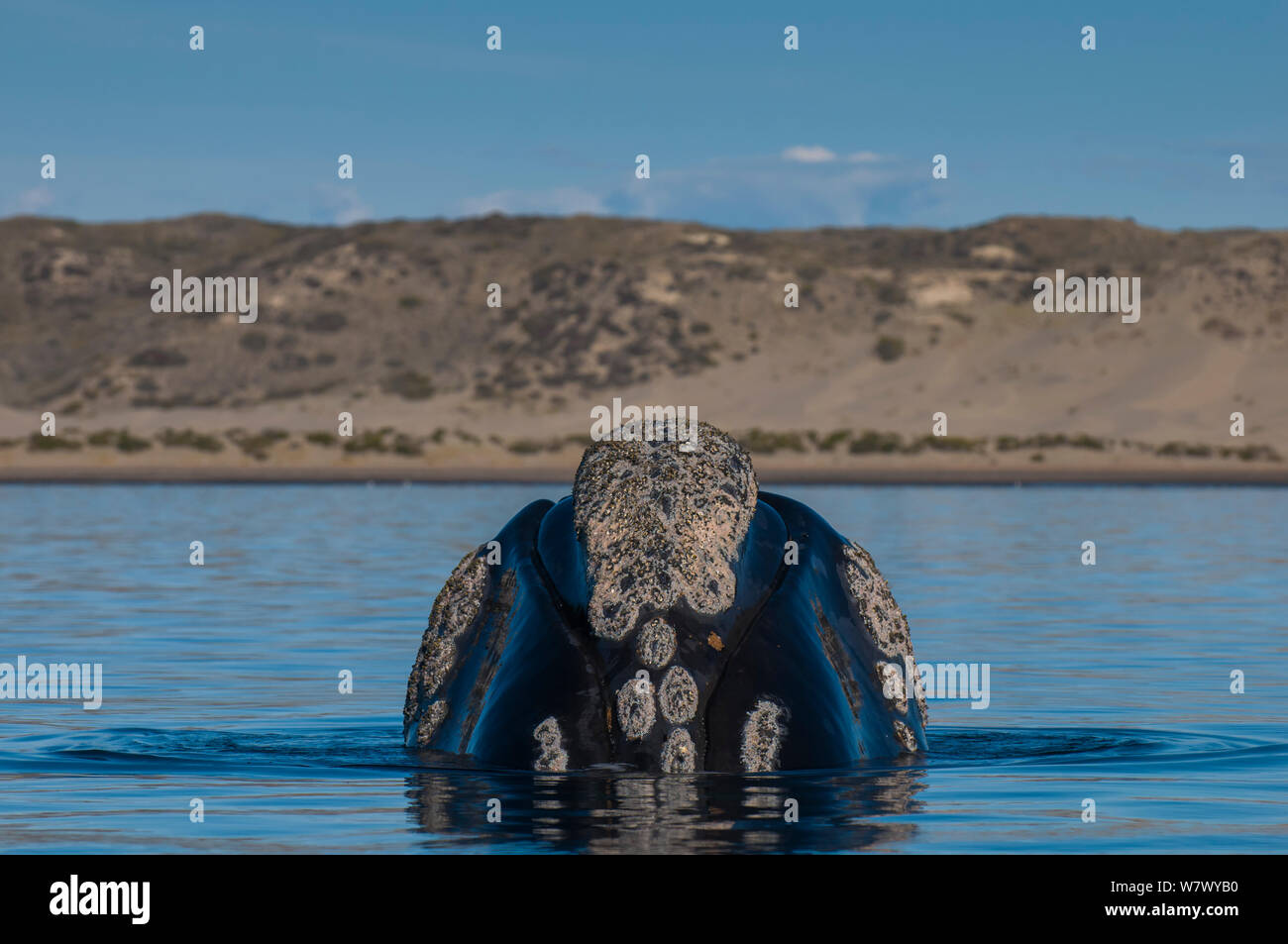 Seepocken auf wal -Fotos und -Bildmaterial in hoher Auflösung – Alamy