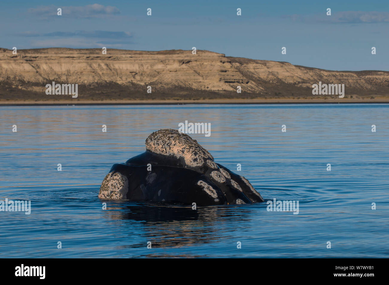 Seepocken auf wal -Fotos und -Bildmaterial in hoher Auflösung – Alamy