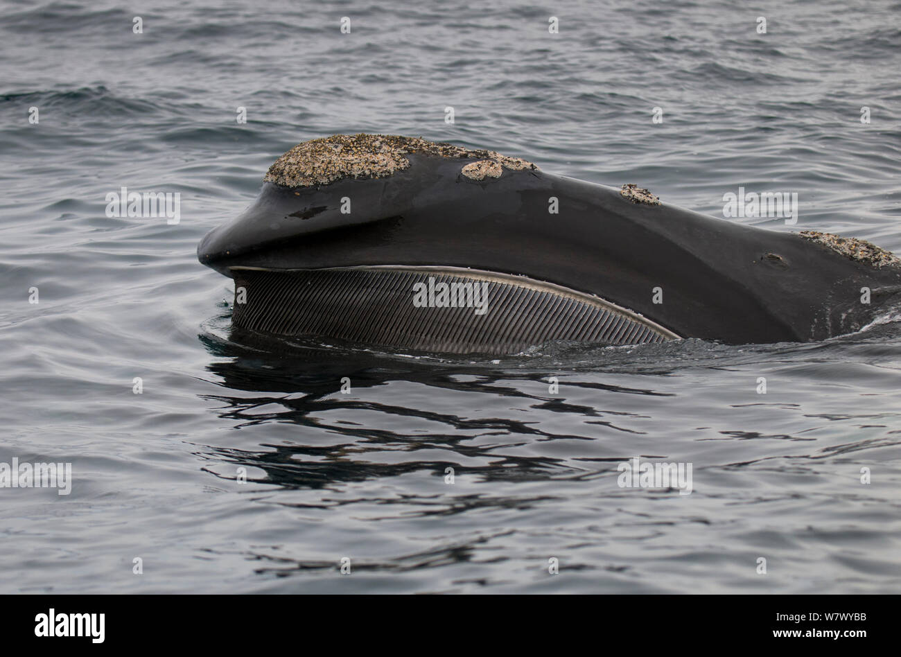 Seepocken auf wal -Fotos und -Bildmaterial in hoher Auflösung – Alamy