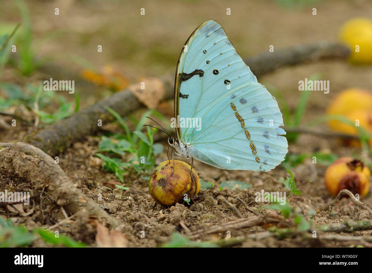 Morpho athena -Fotos und -Bildmaterial in hoher Auflösung – Alamy