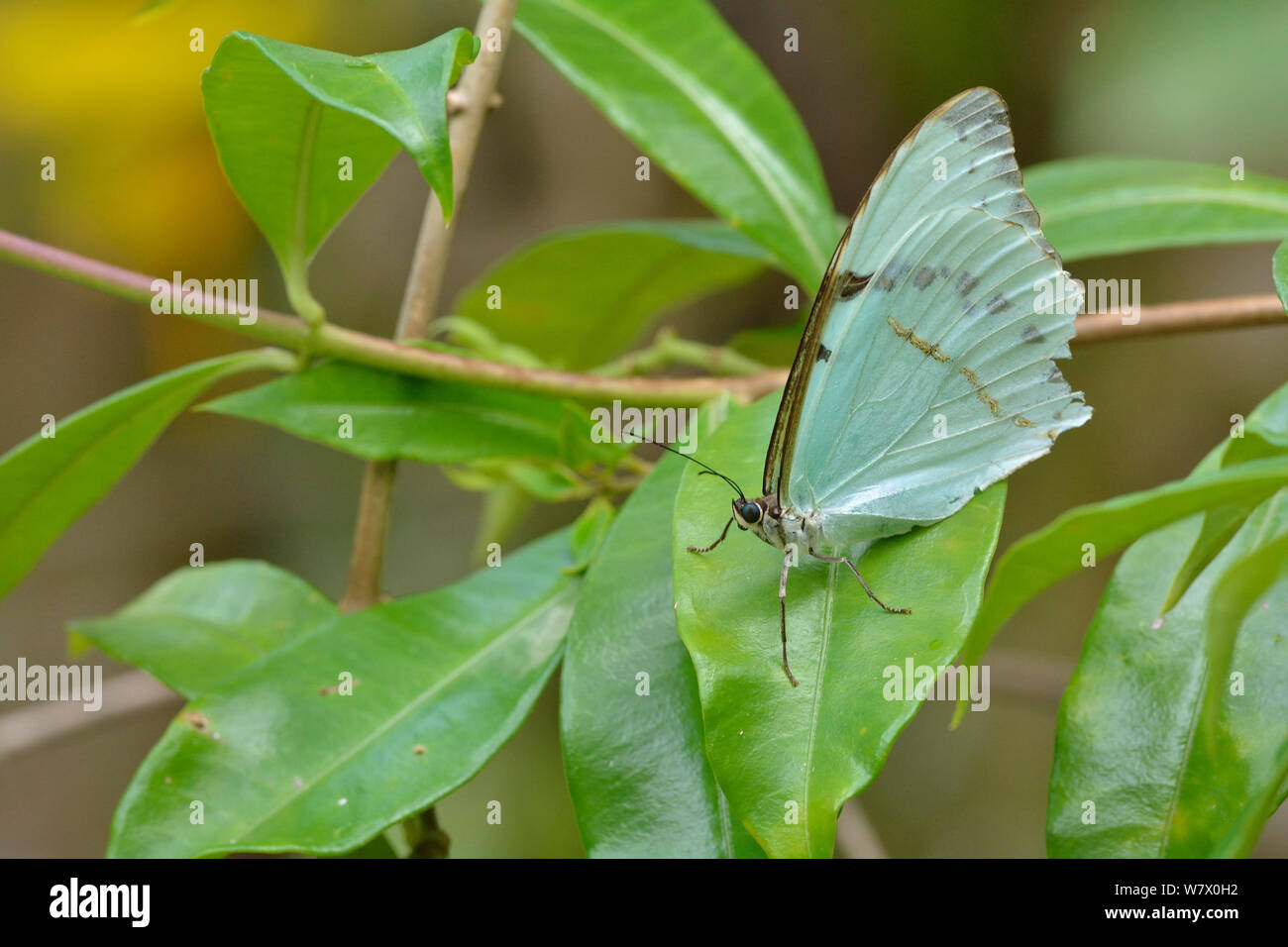 Morpho athena -Fotos und -Bildmaterial in hoher Auflösung – Alamy