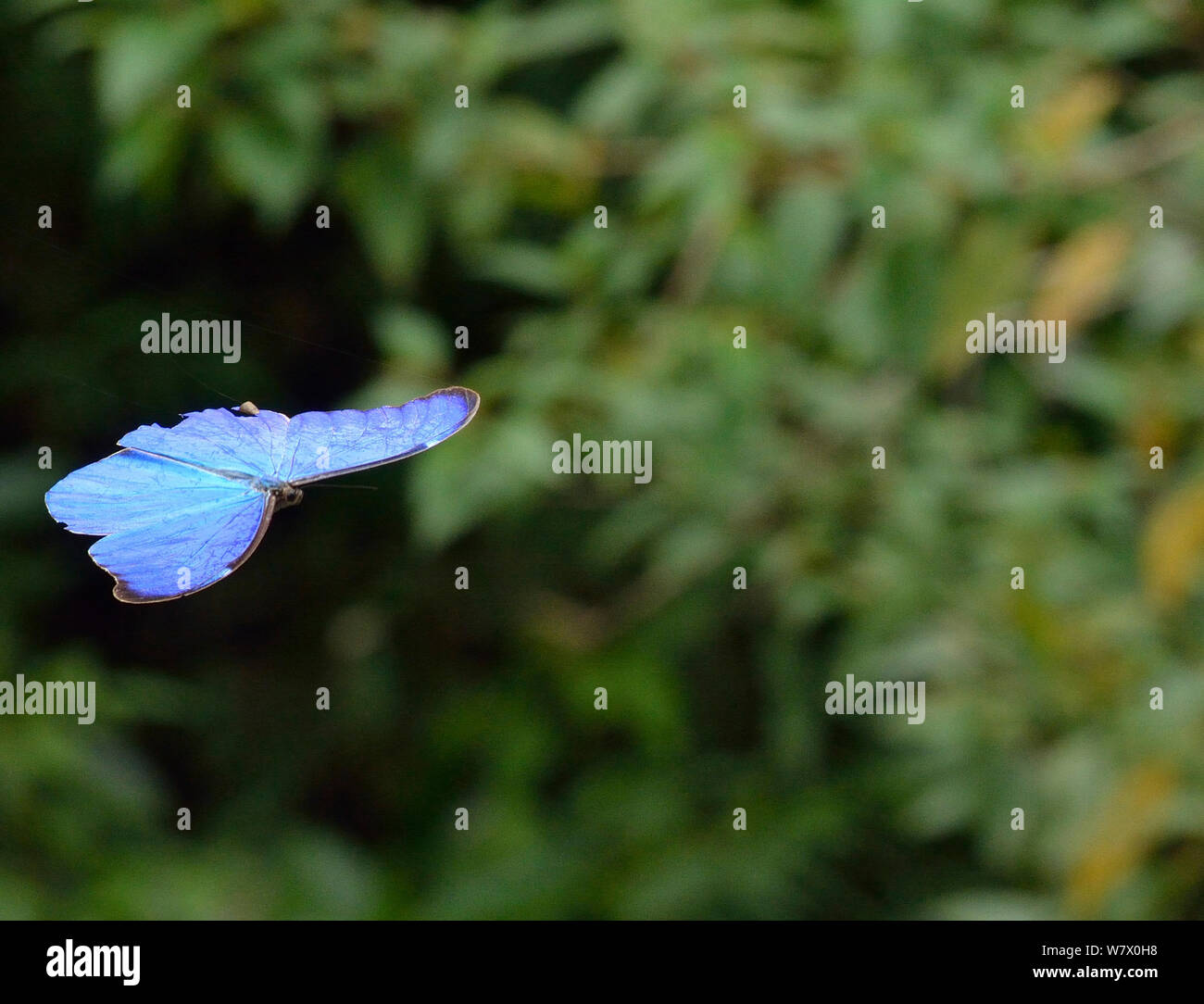 Morpho anaxibia -Fotos und -Bildmaterial in hoher Auflösung – Alamy