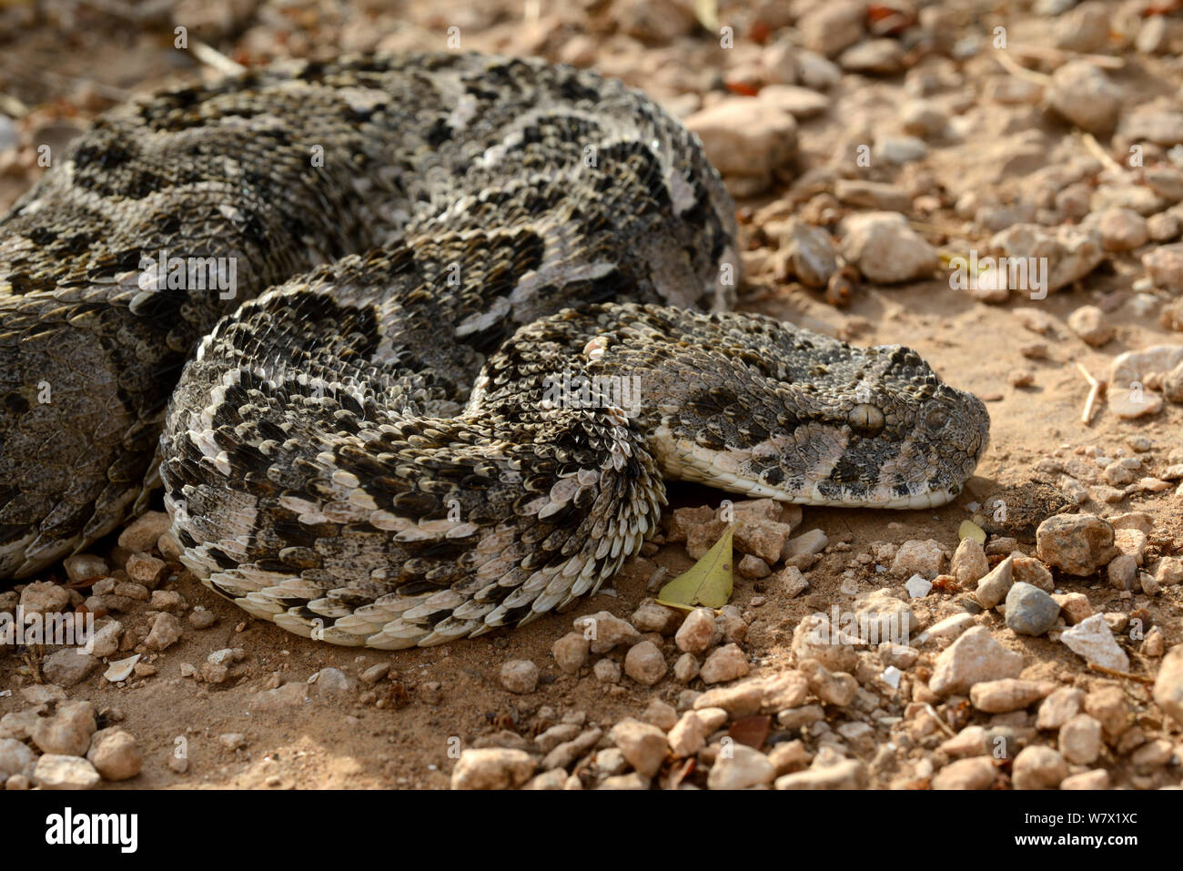 Puff adder african puff adder -Fotos und -Bildmaterial in hoher ...
