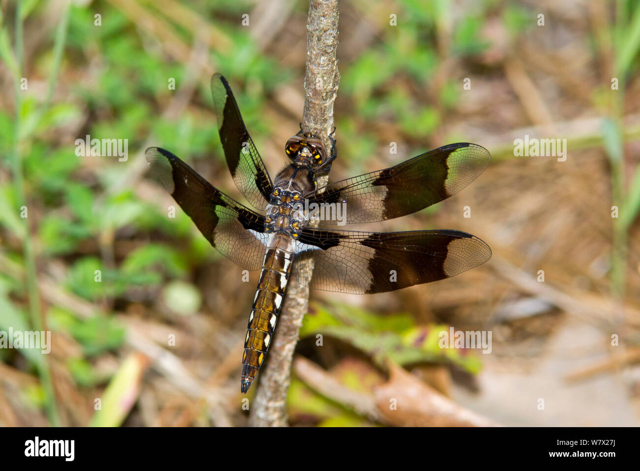 Sabine national forest -Fotos und -Bildmaterial in hoher Auflösung – Alamy