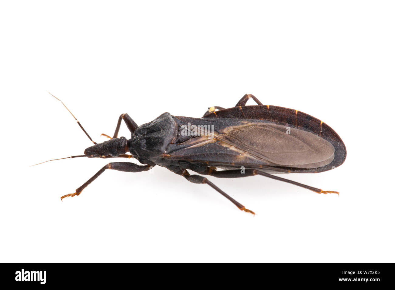 Triatoma protracta -Fotos und -Bildmaterial in hoher Auflösung – Alamy