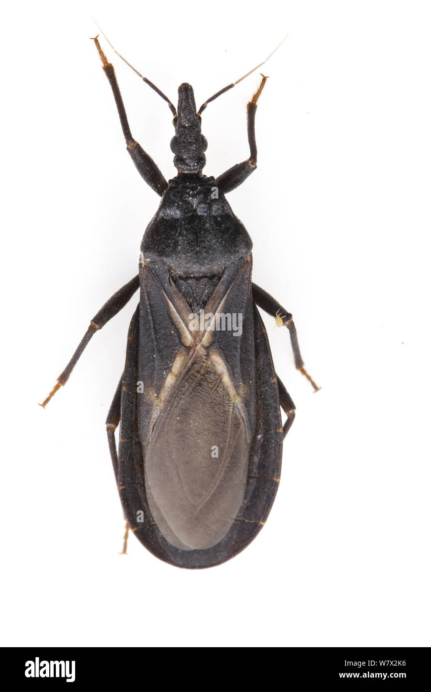 Blutsaugendes Insekt Stockfotos und -bilder Kaufen - Alamy
