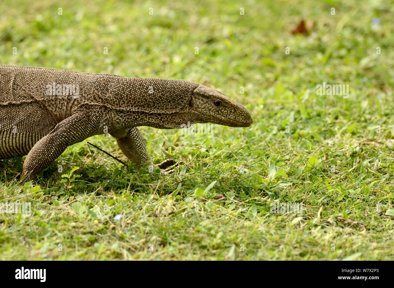 Tupinambis bengalensis -Fotos und -Bildmaterial in hoher Auflösung – Alamy