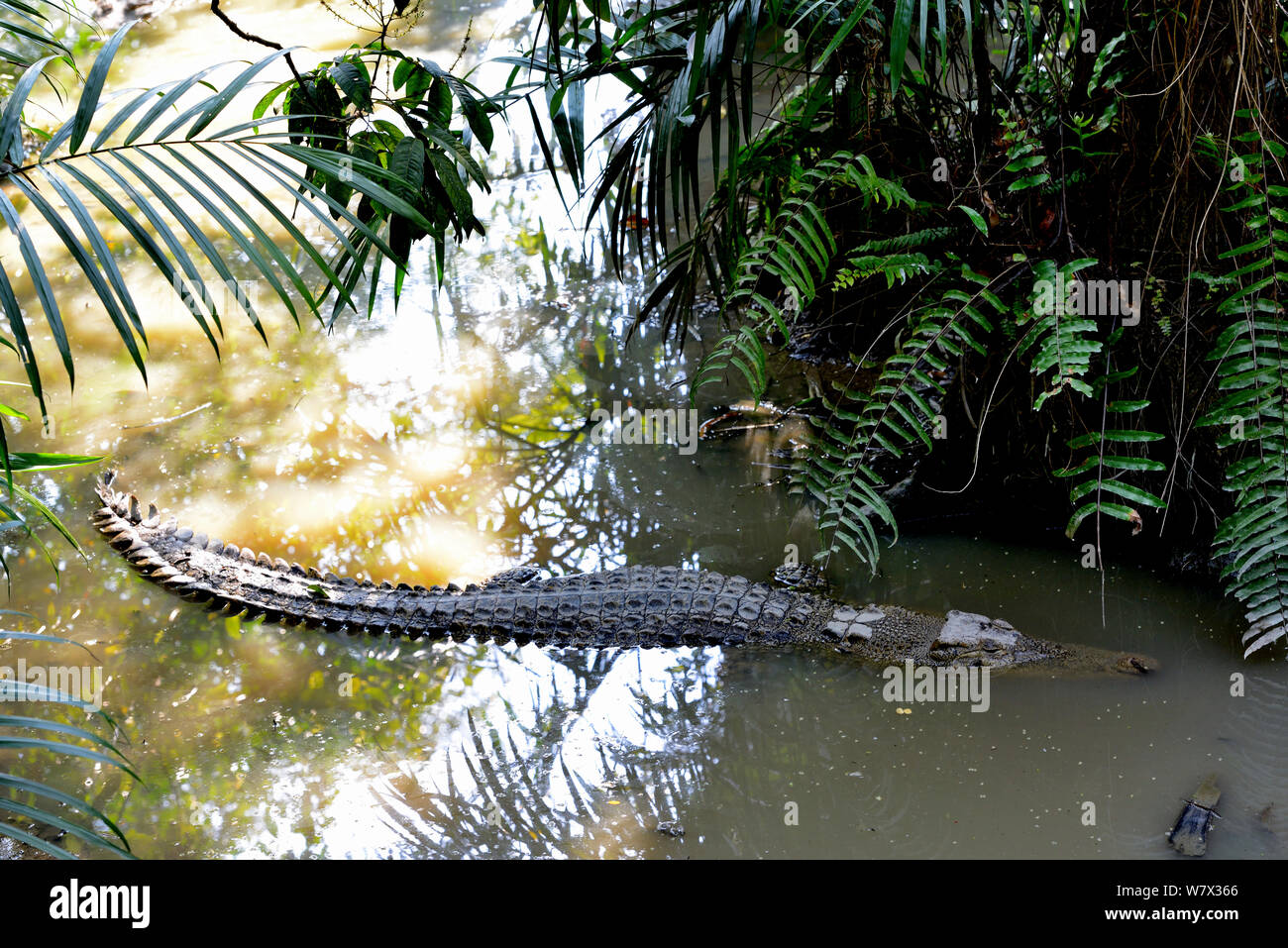 Sunda gavial -Fotos und -Bildmaterial in hoher Auflösung – Alamy