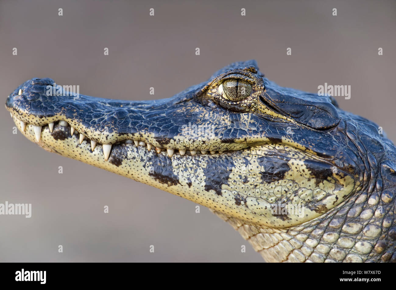 Common caiman -Fotos und -Bildmaterial in hoher Auflösung – Alamy