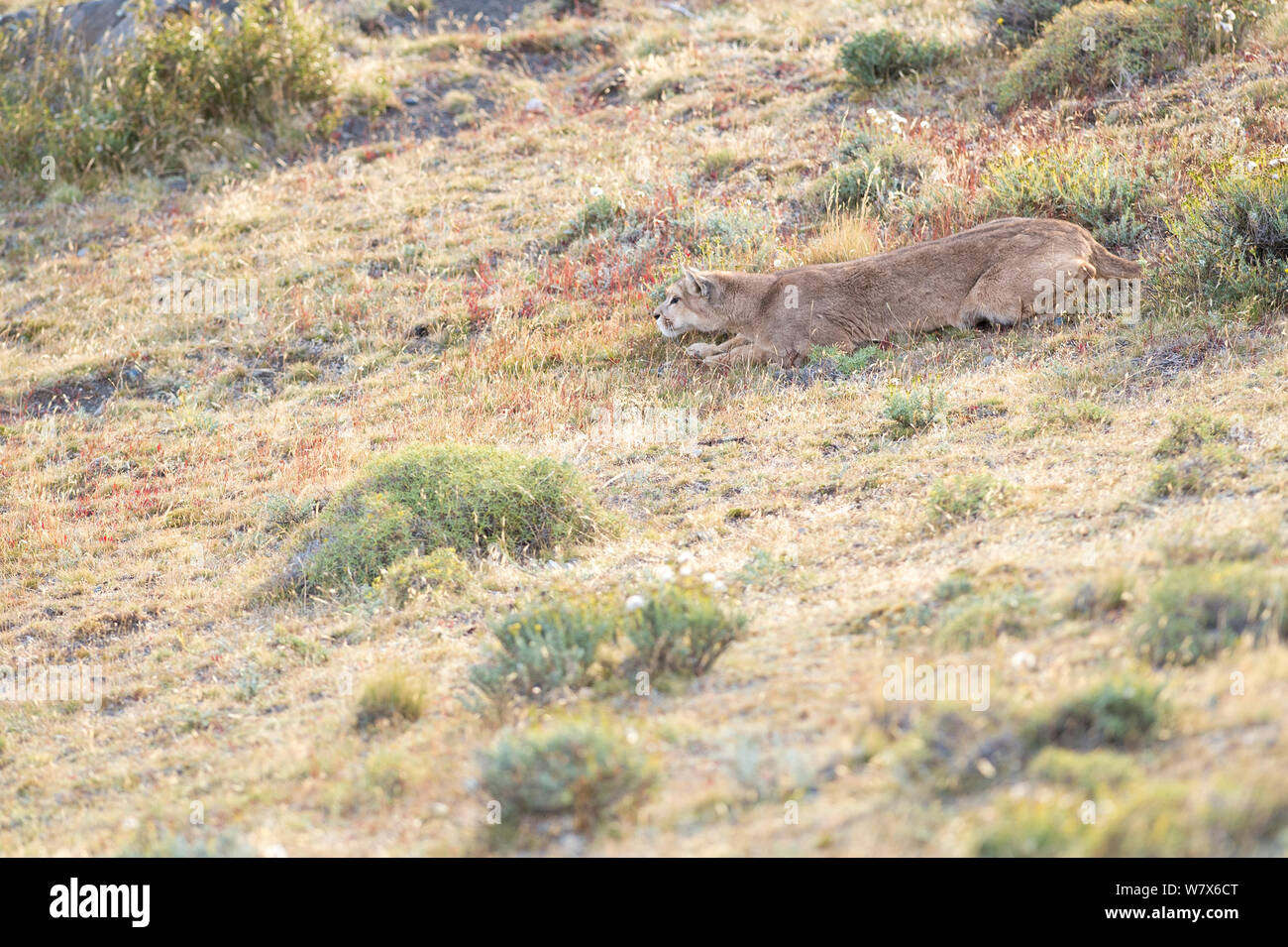 Stalking puma felis concolor -Fotos und -Bildmaterial in hoher ...