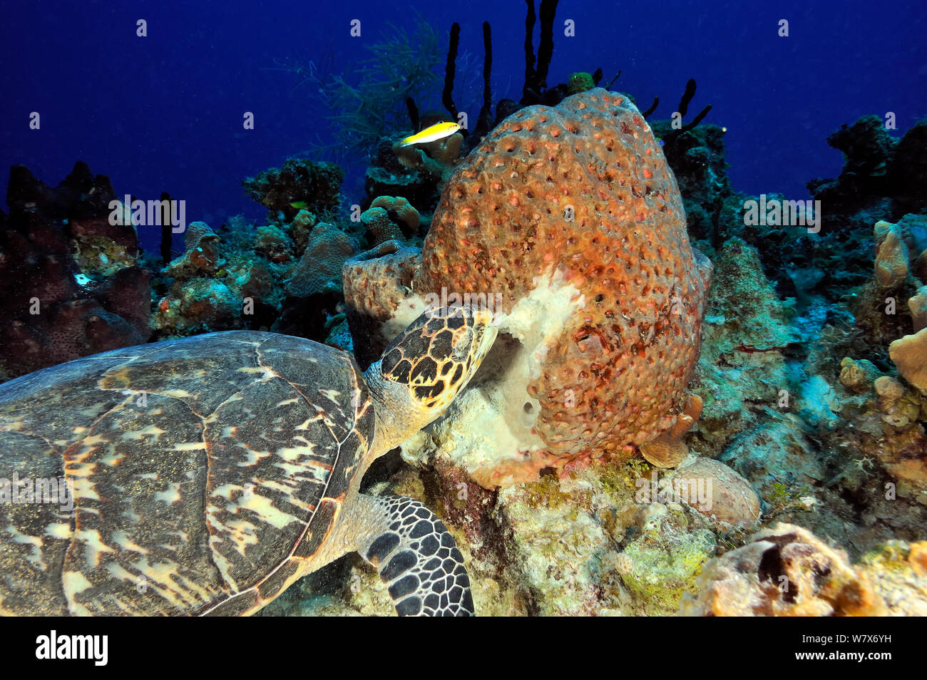 Synopsis neptuni -Fotos und -Bildmaterial in hoher Auflösung – Alamy