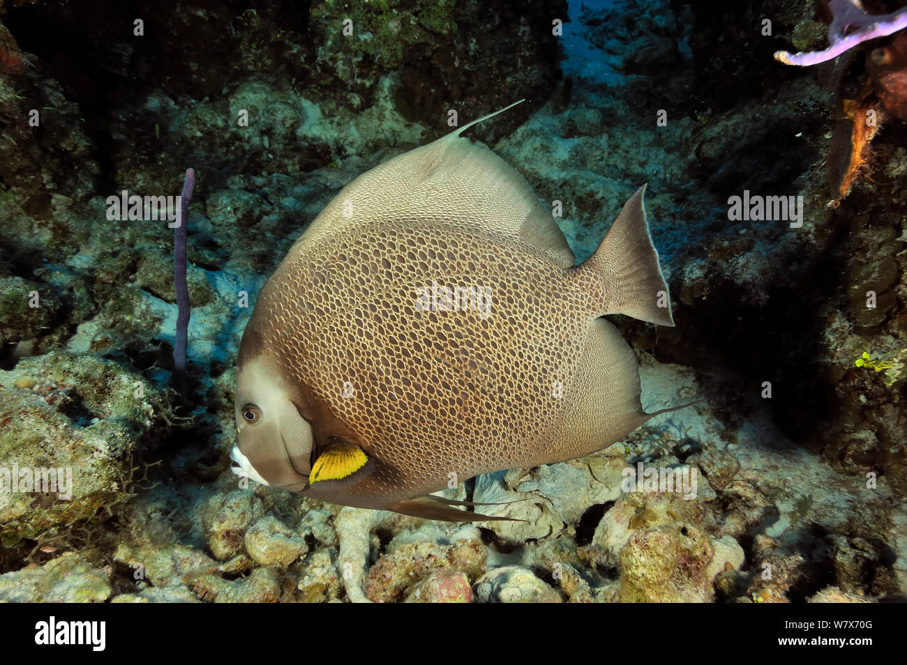 Grauer engelsfisch Stockfotos und -bilder Kaufen - Alamy