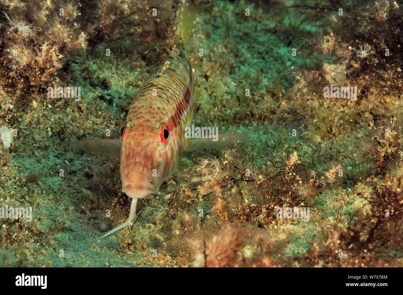 Barbus meridionalis -Fotos und -Bildmaterial in hoher Auflösung – Alamy