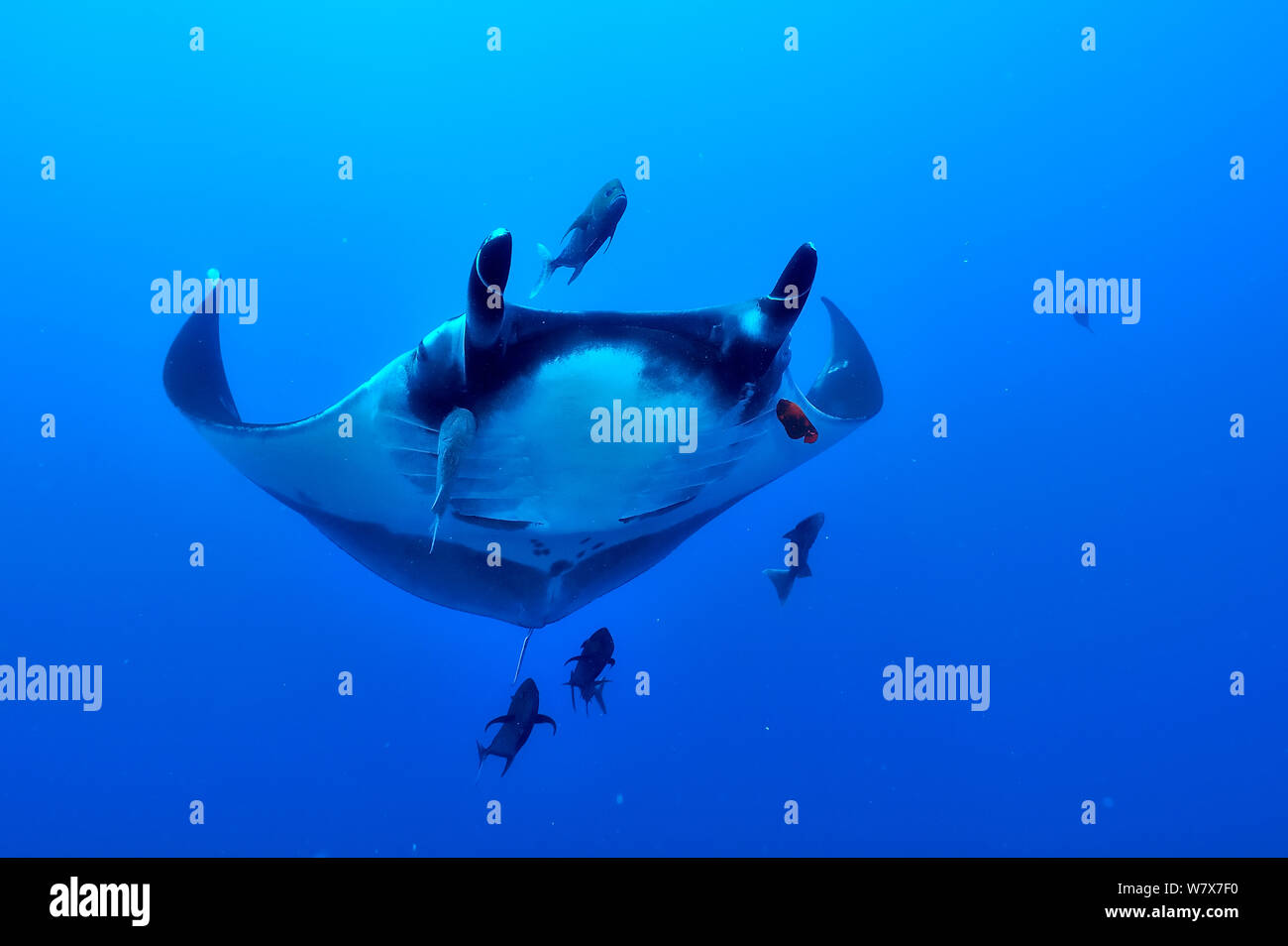 Mantarochen revillagigedo -Fotos und -Bildmaterial in hoher Auflösung ...