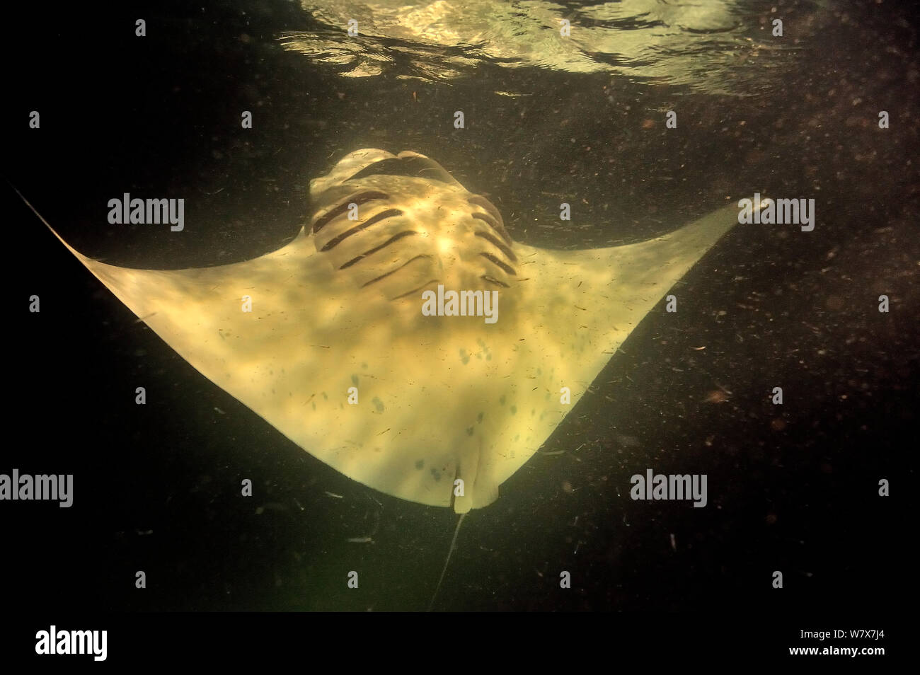 Mantarochen (Manta birostris) Nachts, Mund weit offen, die sich von ...