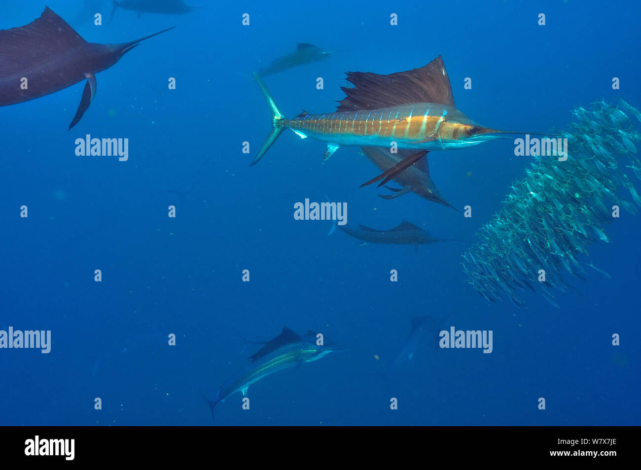 Atlantic sailfish -Fotos und -Bildmaterial in hoher Auflösung – Alamy