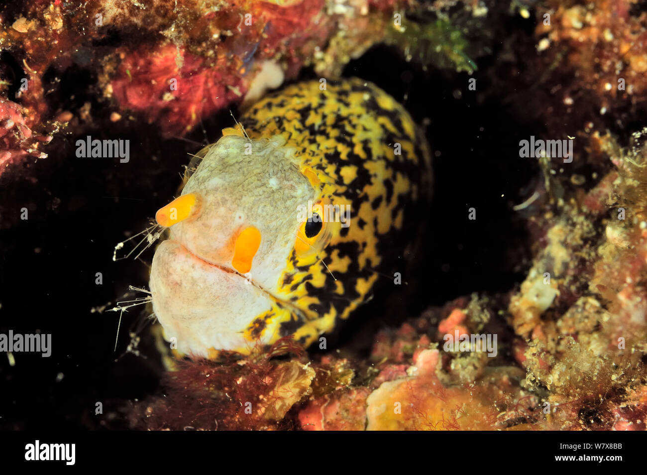 Echidna variegata -Fotos und -Bildmaterial in hoher Auflösung – Alamy