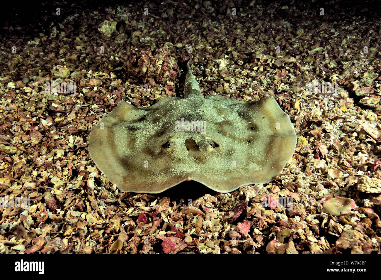 Urobatis maculatus -Fotos und -Bildmaterial in hoher Auflösung – Alamy