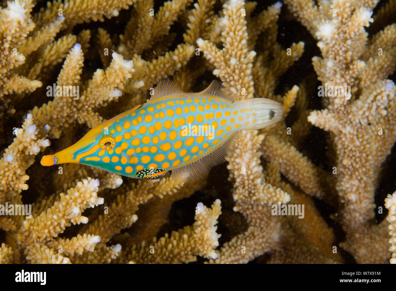 Long finned fish -Fotos und -Bildmaterial in hoher Auflösung – Alamy