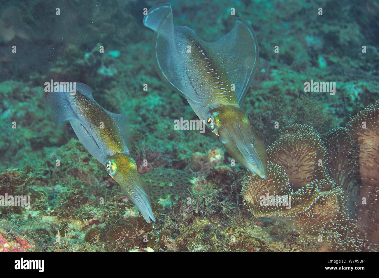 Zwei Bigfin reef squids (Sepioteuthis lessoniana) am Riff, Küste von ...