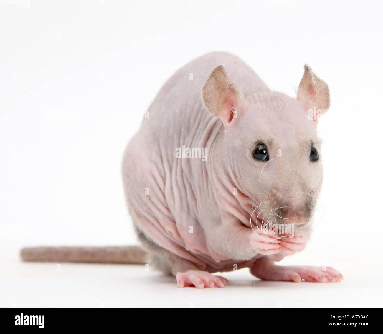 Ratte hintergrund -Fotos und -Bildmaterial in hoher Auflösung – Alamy