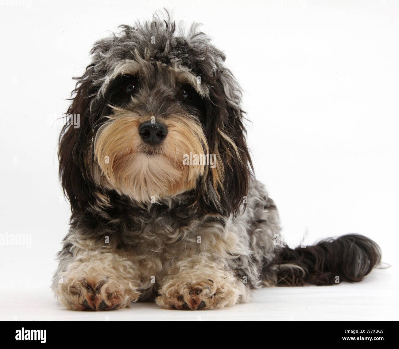 Tricolor merle Dackel x Pudel "axie Doodle" Hund Stockfotografie - Alamy