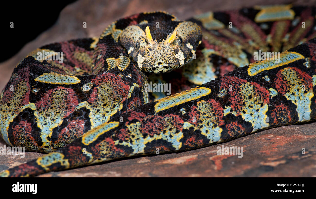 Bitis Nasicornis