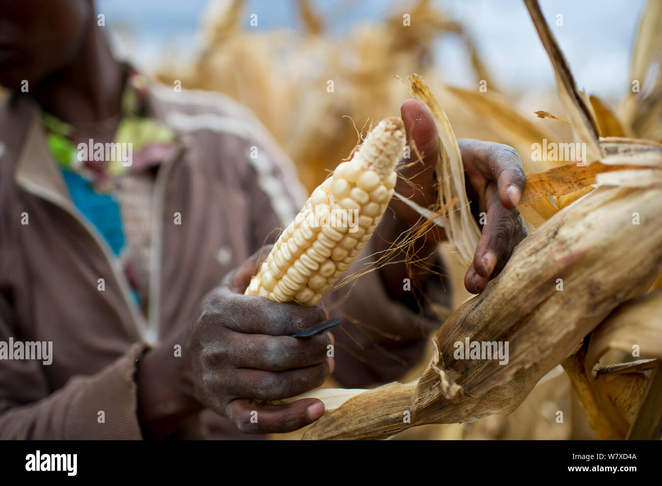 Zea alba -Fotos und -Bildmaterial in hoher Auflösung – Alamy