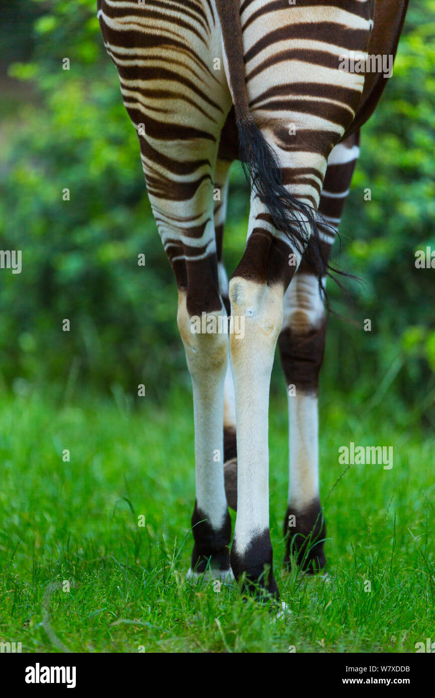 Okapi congo -Fotos und -Bildmaterial in hoher Auflösung - Seite 2 - Alamy